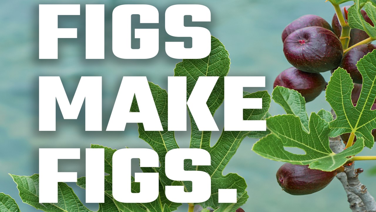 Figs Make Figs - Harvest City Church Regina: A community for LIVING YOUR CALL